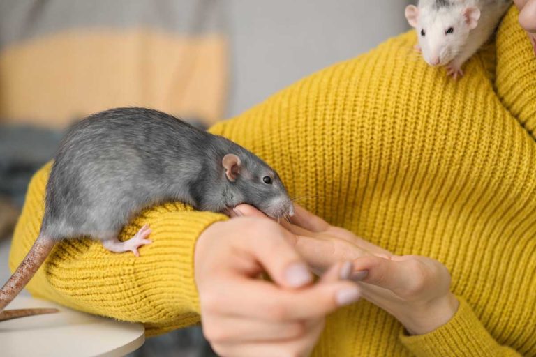 12 Reasons Why Pet Rats Are Awesome - Love The Critters