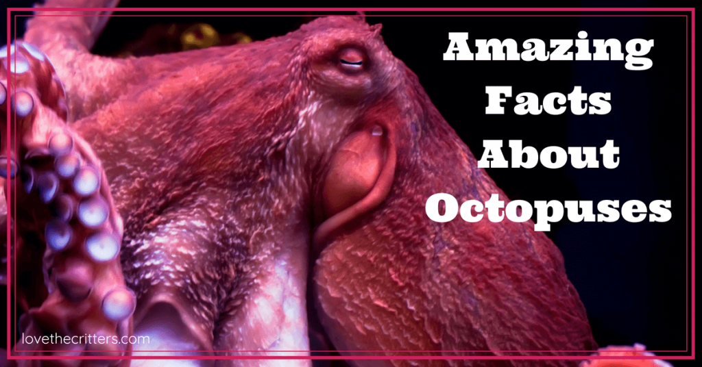 Amazing Facts About Octopuses - Love The Critters