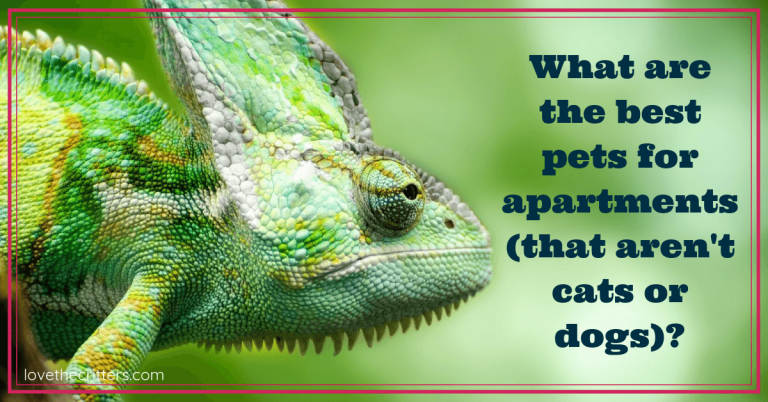 What are the best pets for apartments (that aren't cats or dogs ...