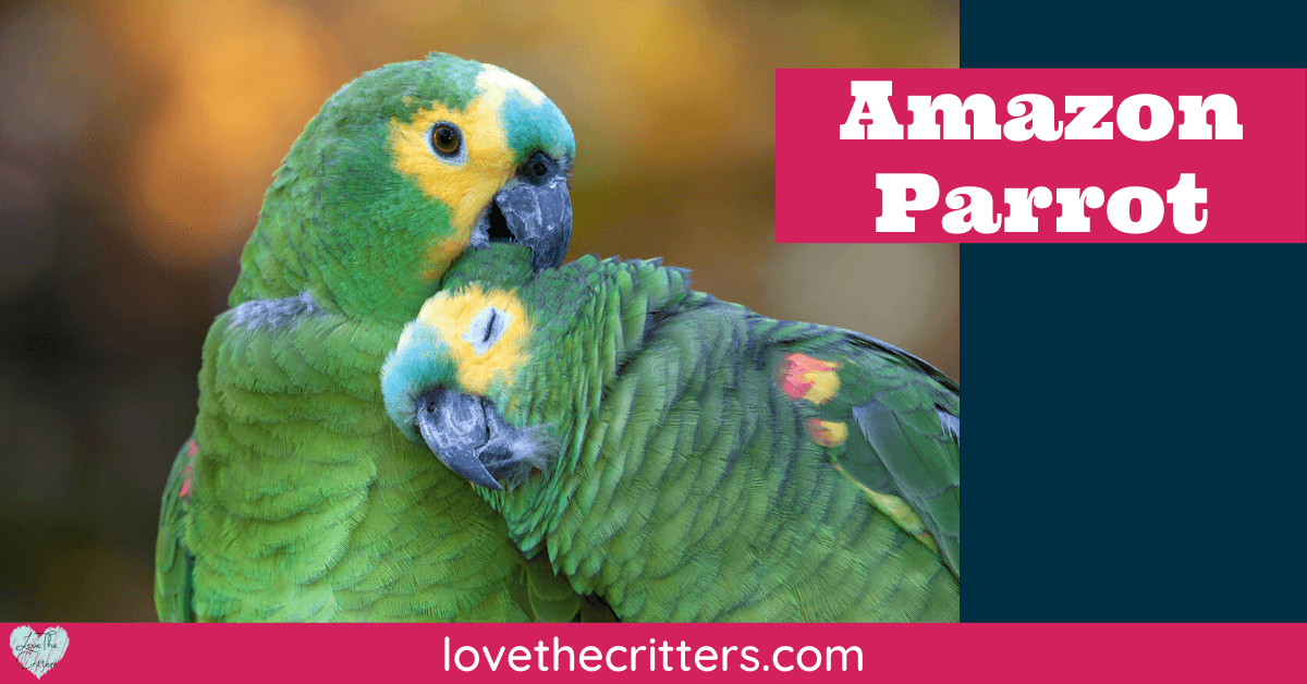 Amazon Parrot - Love The Critters
