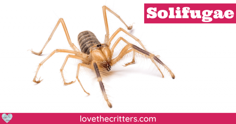 Solifugae - Love The Critters