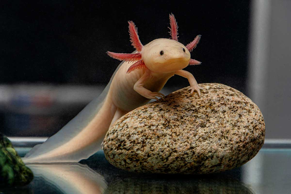 Complete Axolotl Care Guide: How to Keep Axolotls Healthy - Love The ...