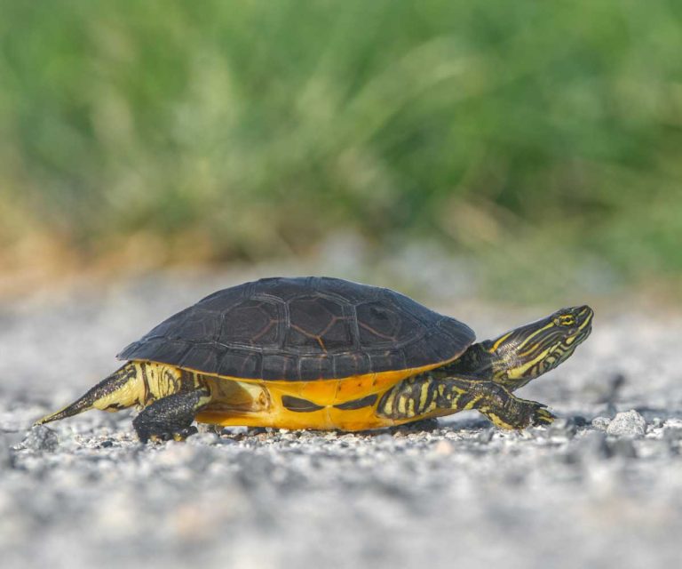 Turtlemania: Discover All the Different Types of Turtles - Love The ...