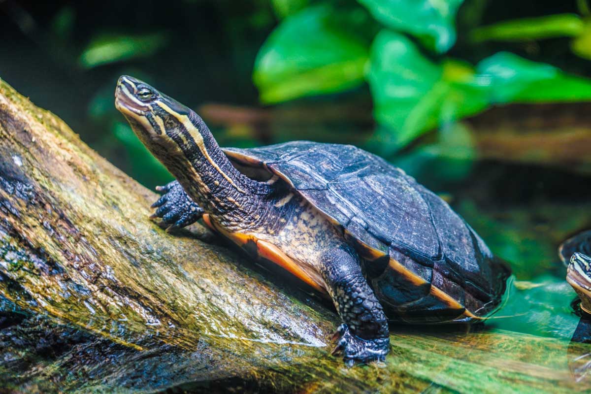 Turtlemania: Discover All the Different Types of Turtles - Love The ...