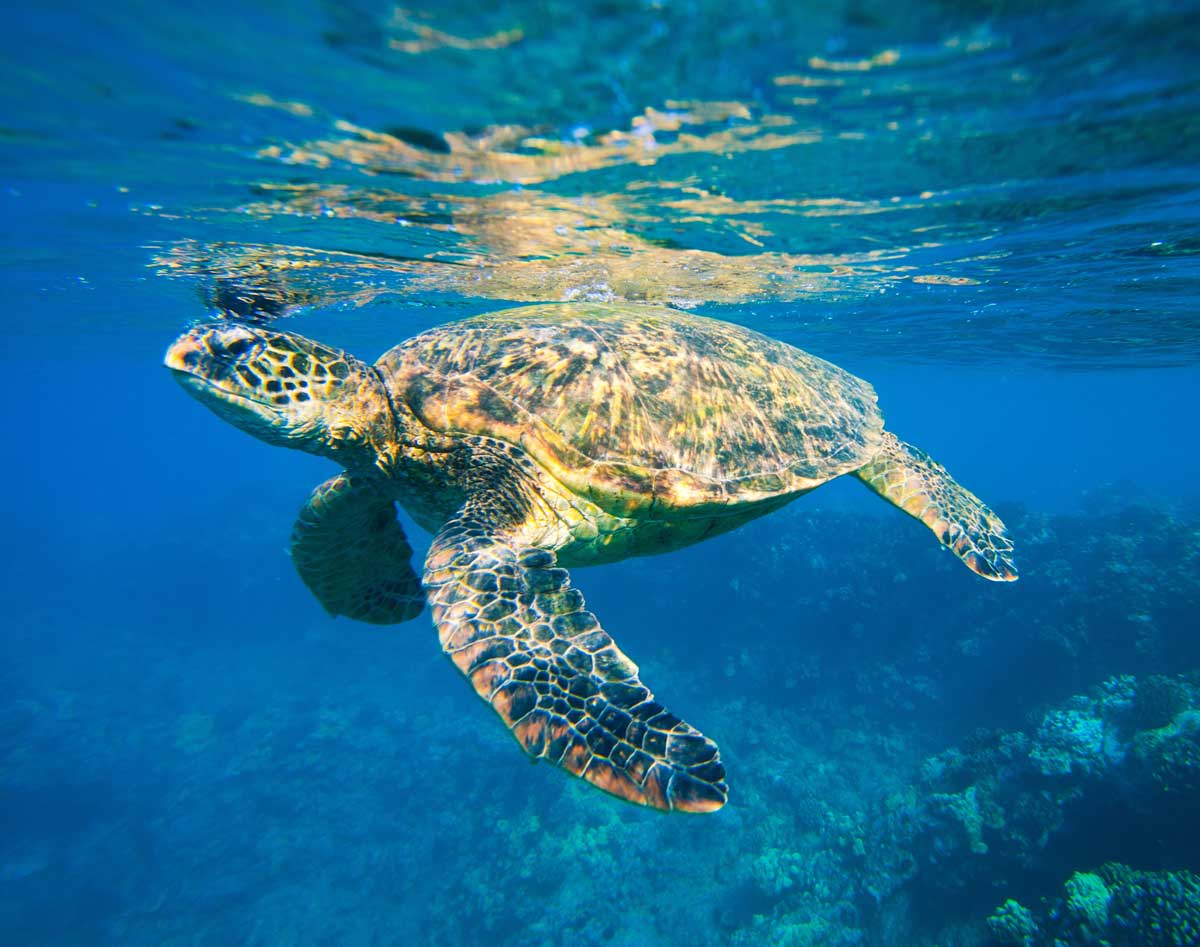 Turtlemania: Discover All the Different Types of Turtles - Love The ...