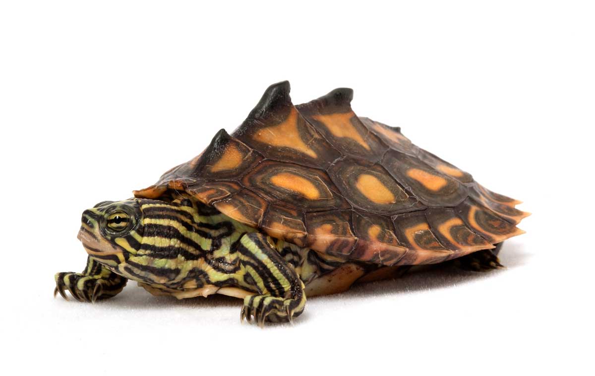 Turtlemania: Discover All the Different Types of Turtles - Love The ...