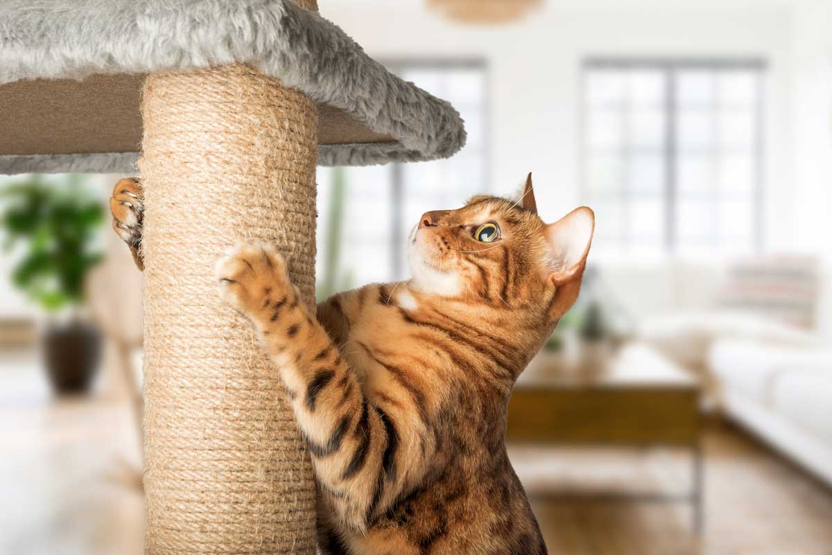 15 Essential Things Your Cat Needs to be Happy and Healthy - Love The ...